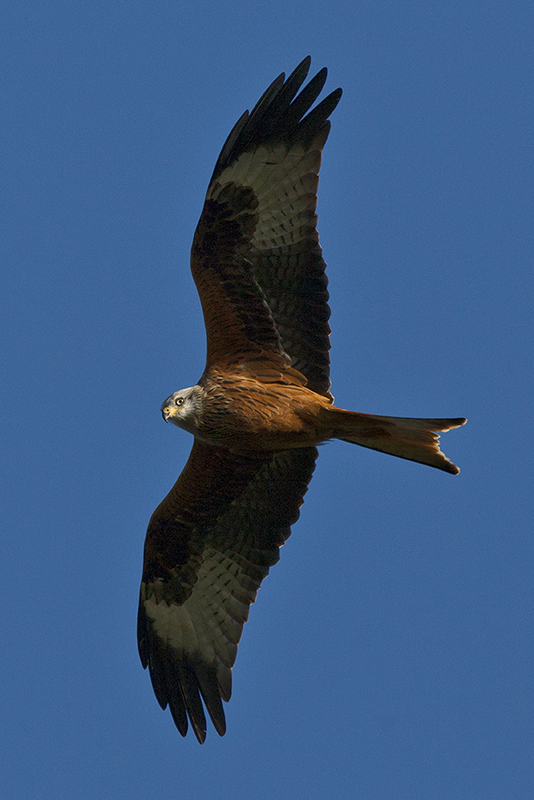 Early Signs – Secret Surrey