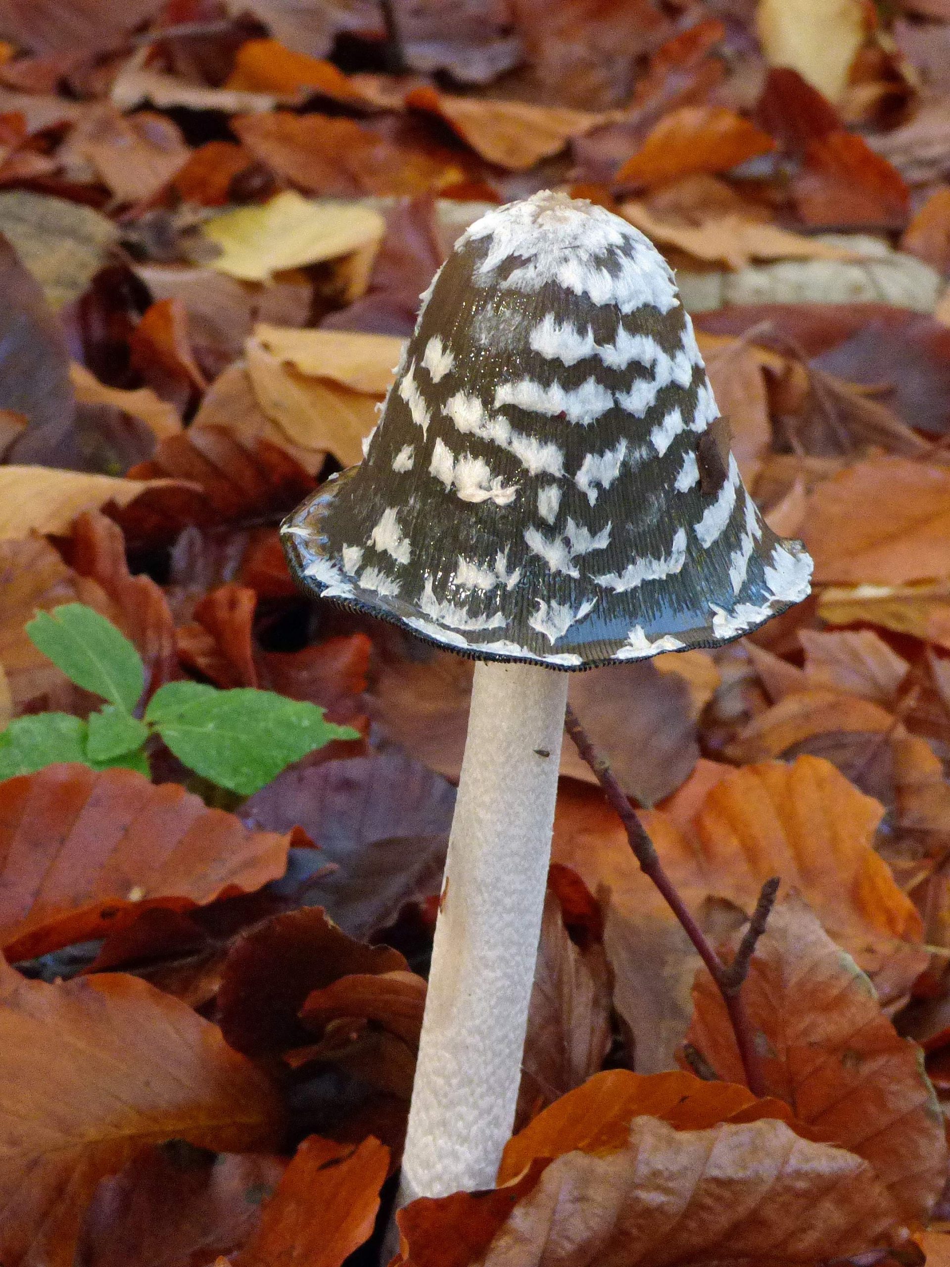 Secret Surrey – Hidden corners